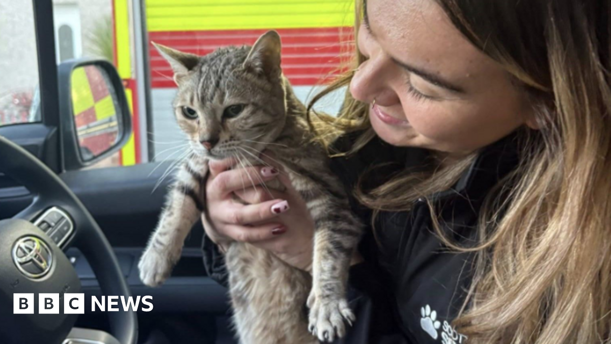Cat rescued after five days under a building - BBC News
