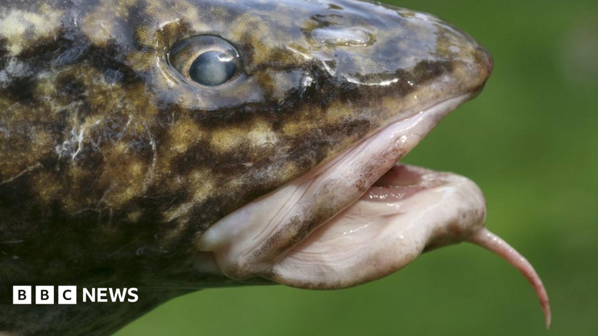 The decline of the 'disgusting' burbot - BBC News