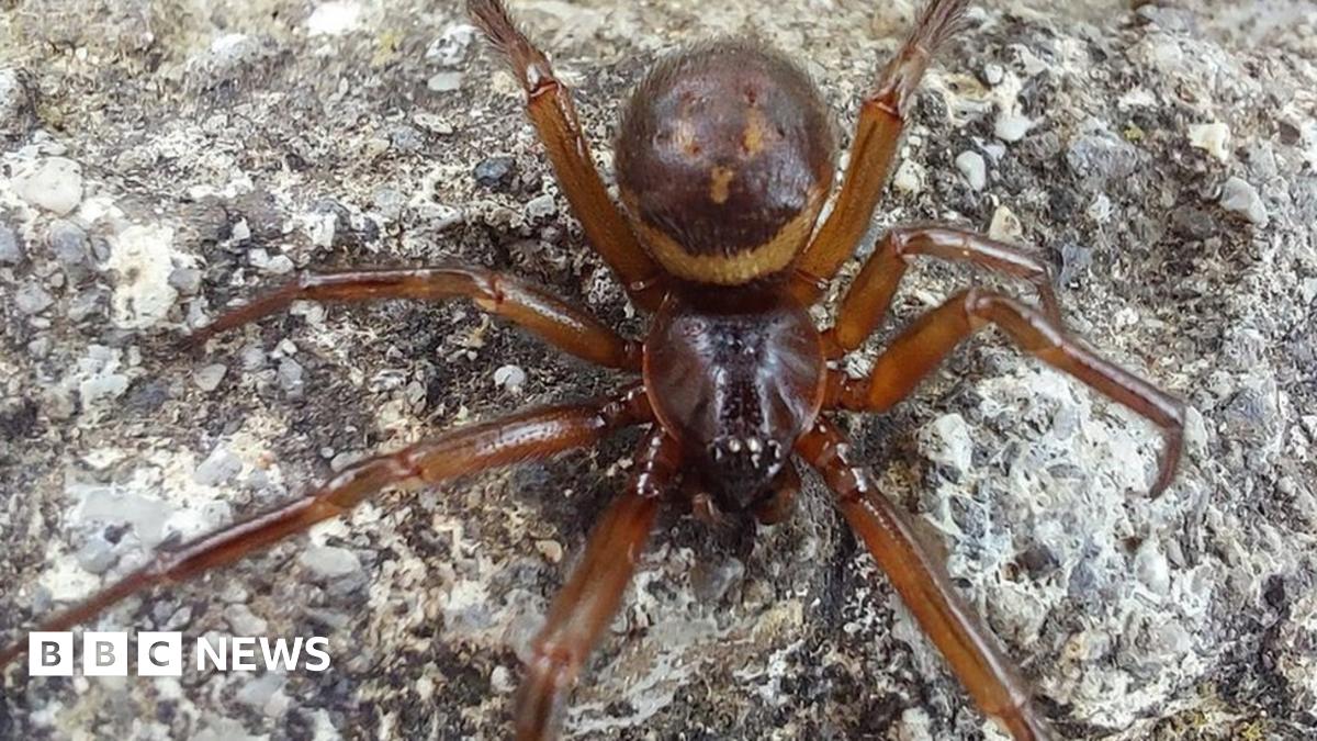False widow spiders: Mum's warning after baby is bitten - BBC News
