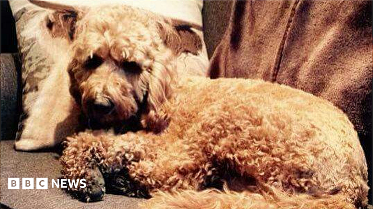 Torpoint crash: Missing dog Barney found safe and well - BBC News