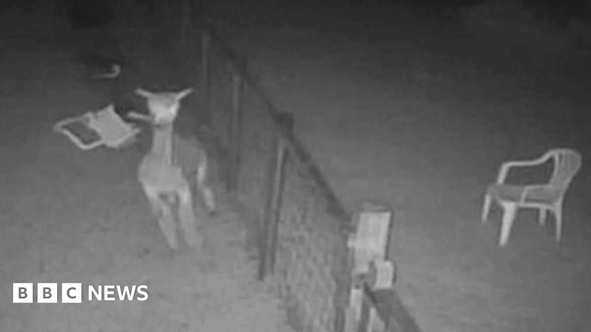 Police question three youths over alpaca attack - BBC News