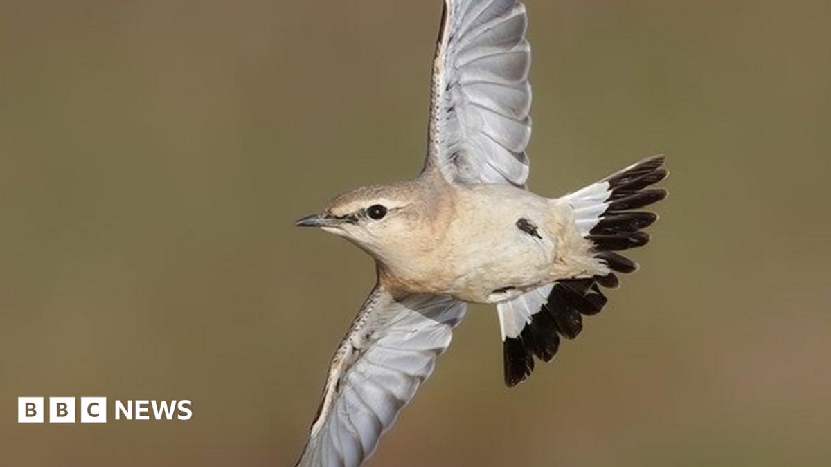Rare Gobi Desert bird visits Devon and Cornwall - BBC News