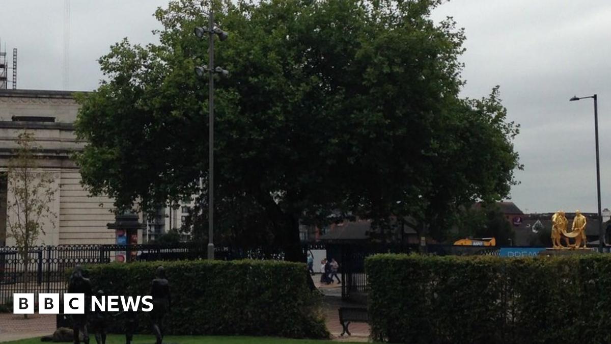 Hundreds bid to save 140-year-old Chamberlain tree - BBC News