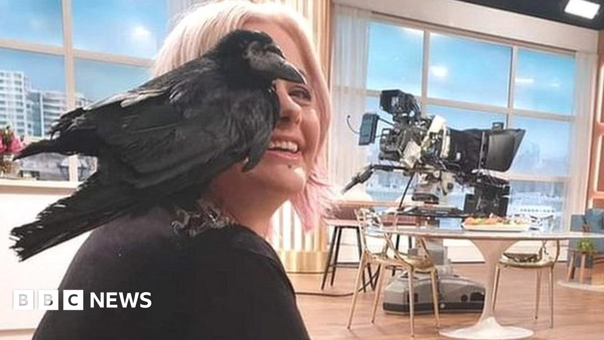 Russell Crow rescuer wants rook's ashes put in tattoo - BBC News