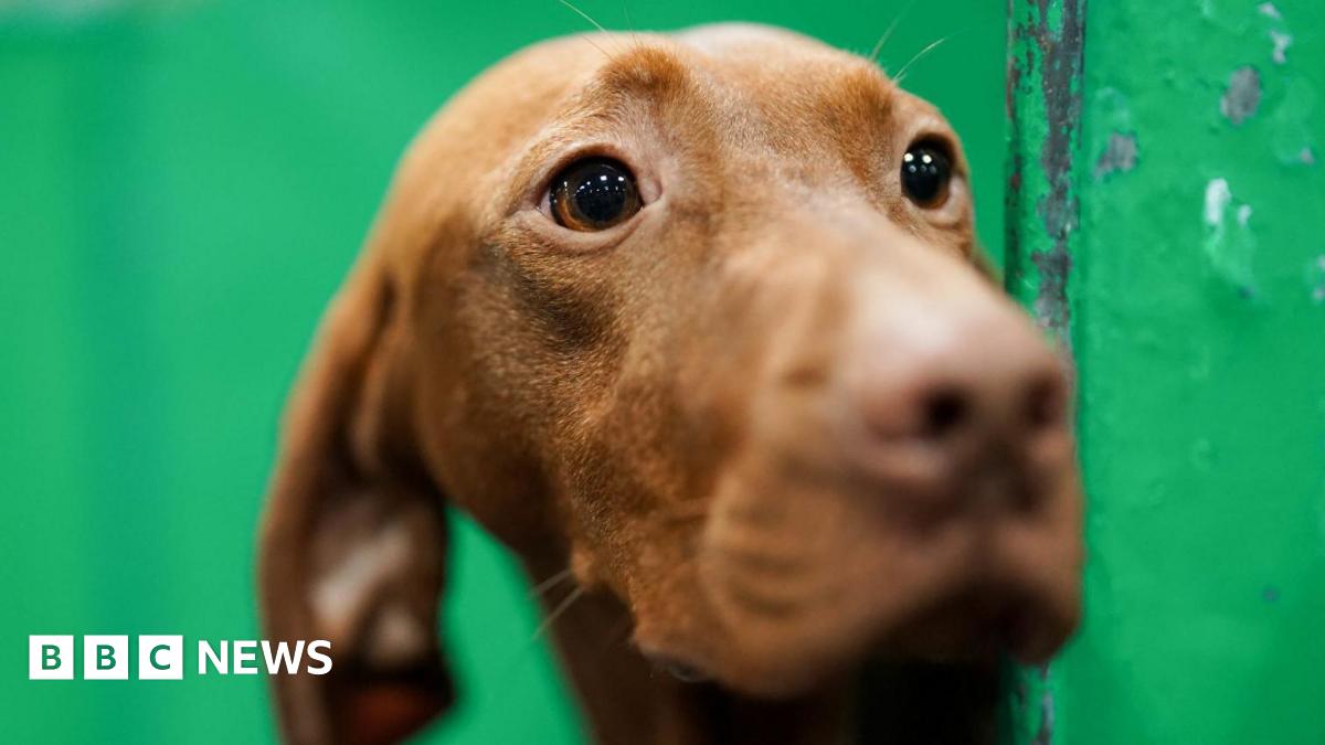 Dog killed by air rifle wound in Undley near Lakenheath - BBC News