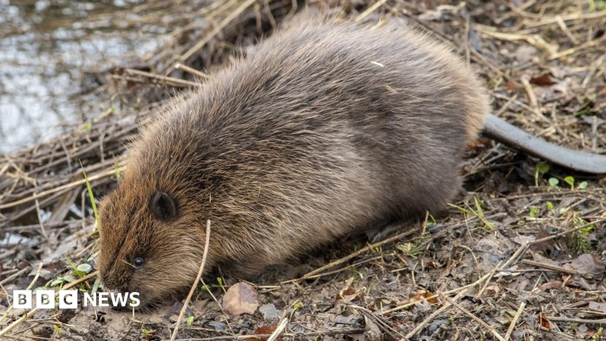 Otter kills young beavers released at Loch Lomond - BBC News