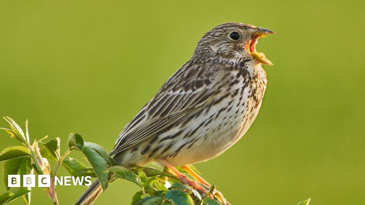 Birds: One in four species in Wales 'in serious trouble' - BBC News