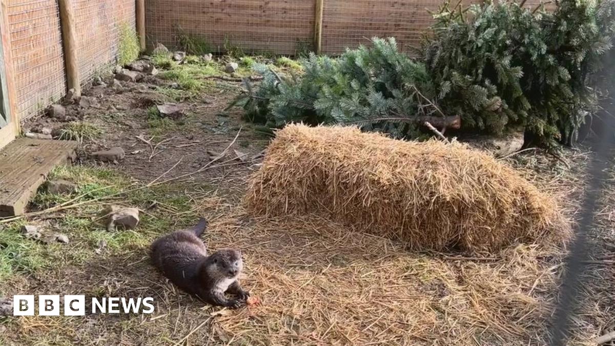 Otters return to Devon home after flooding - BBC News