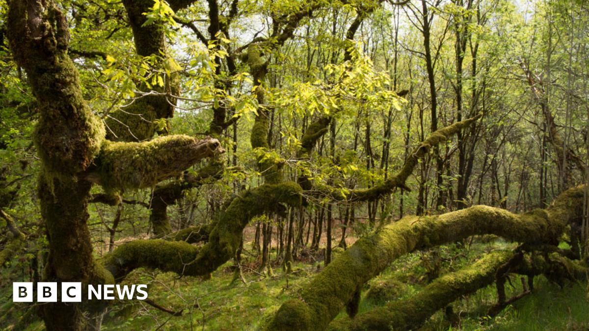 Bid to save Scotland's ancient rainforest - BBC News