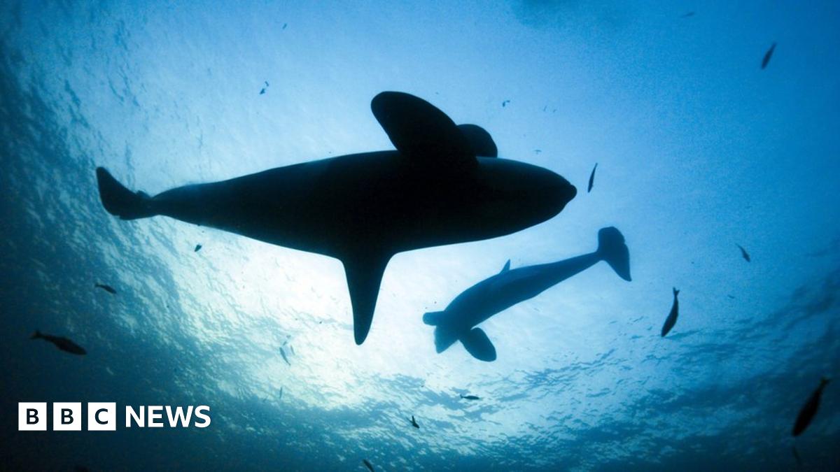 A last refuge for Europe's blighted killer whales - BBC News