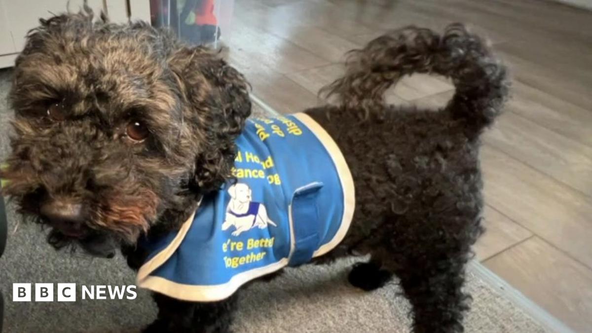 Specially trained assistance dogs help children in Bournemouth - BBC News