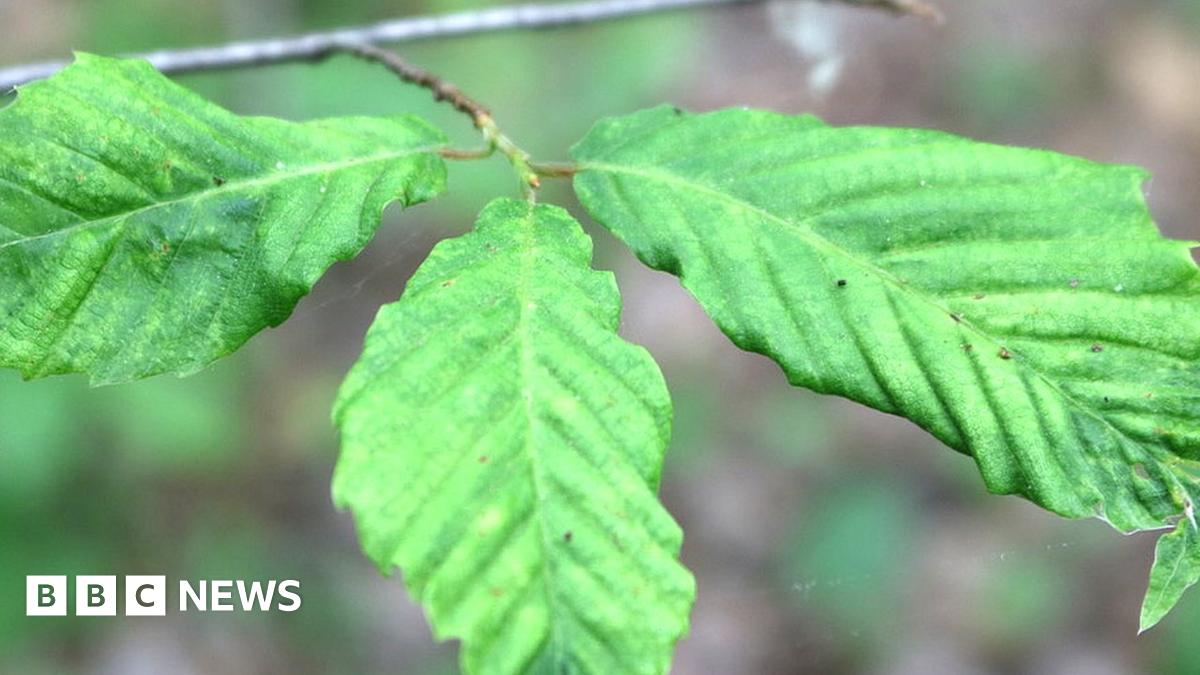 Mystery disease killing beech trees - BBC News