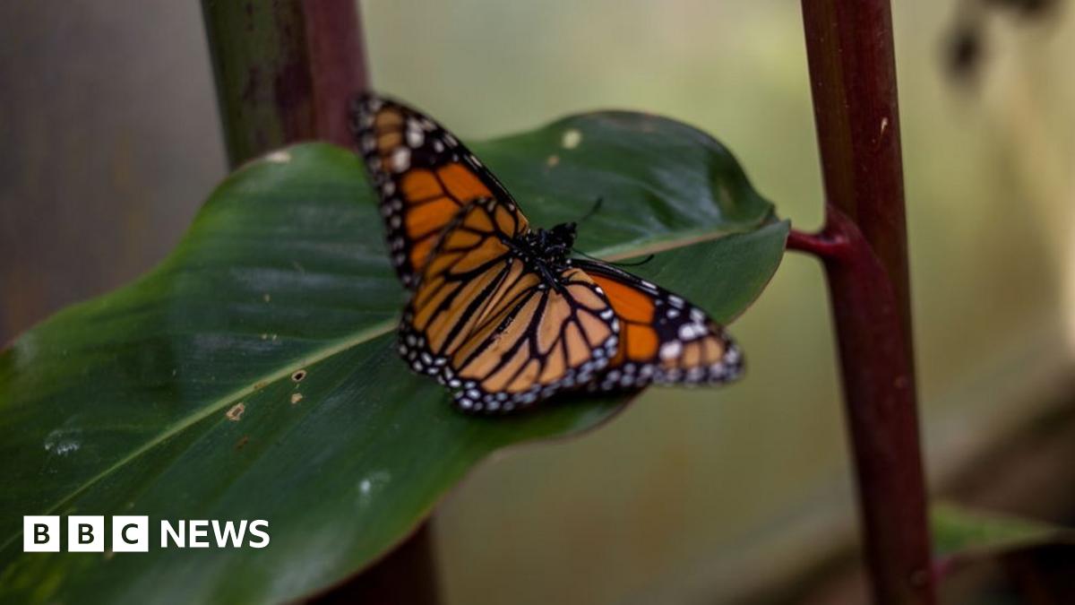 Homero Gómez: Missing Mexican butterfly activist found dead - BBC News