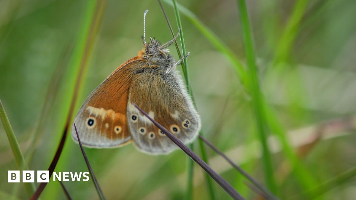 Rare bog butterfly flutters back from brink - BBC News