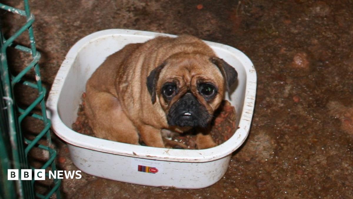 Bolton breeder kept dogs in 'horrendous' conditions - BBC News
