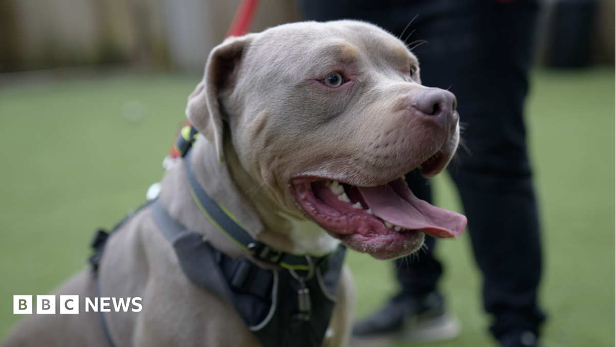 Hull dog trainer holds session for American bully XL dogs - BBC News