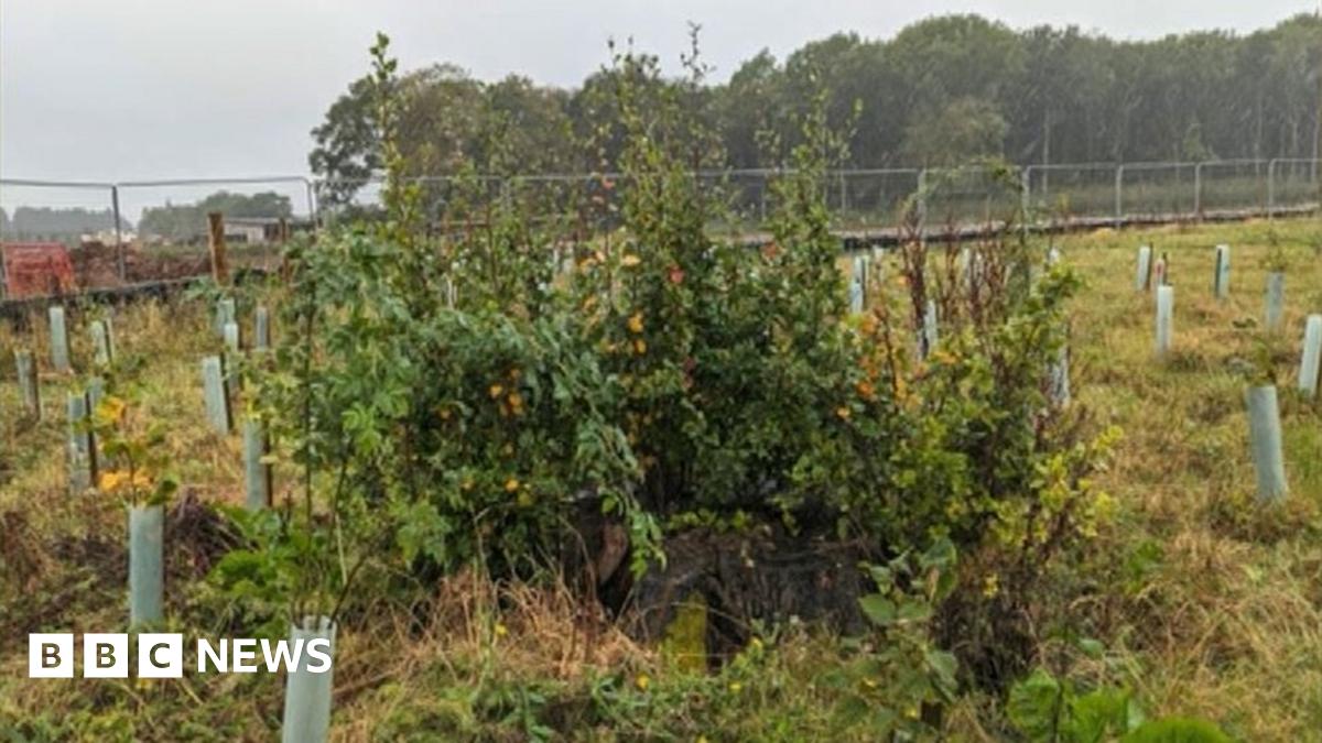 Cubbington pear tree sprouts into life after replanting - BBC News