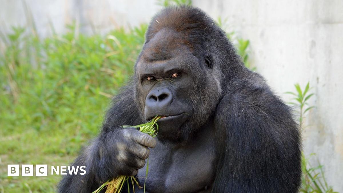 ripped strong gorilla