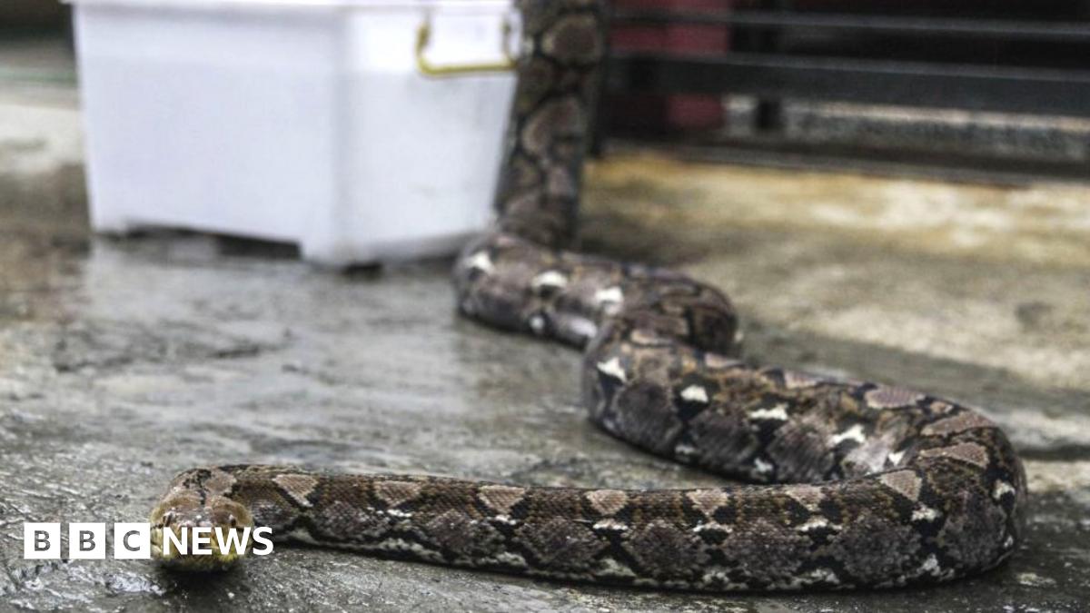 Indiana woman found dead with python wrapped around neck - BBC News