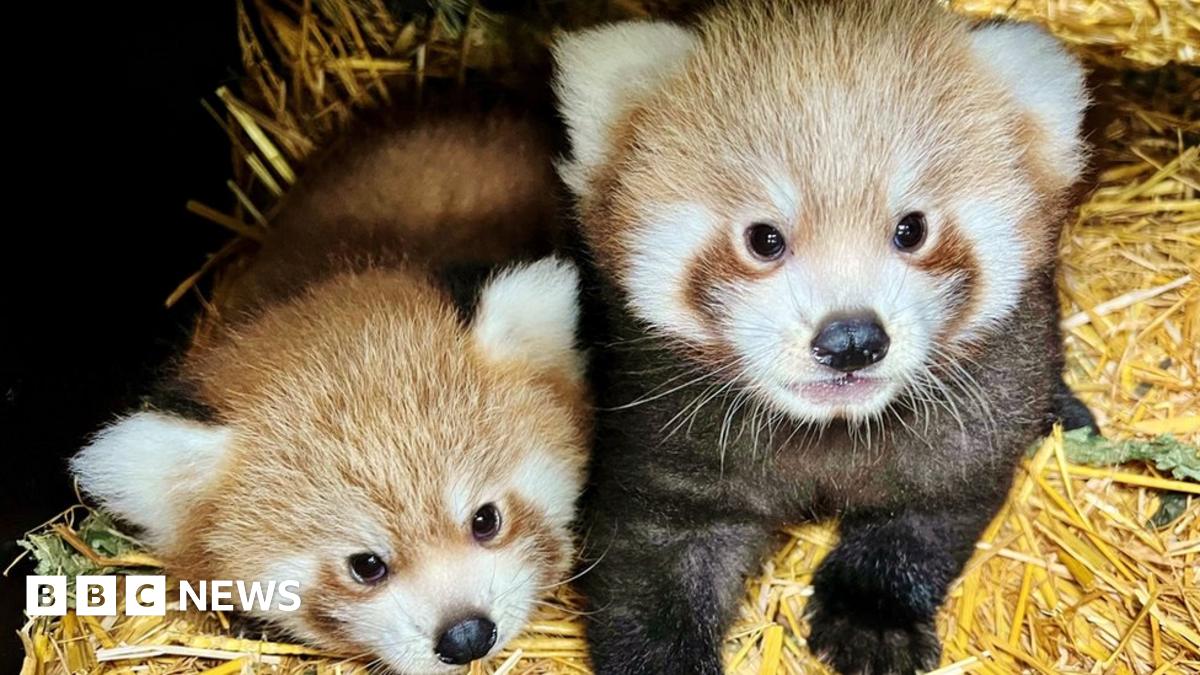 Twin red panda cubs born in Longleat breeding scheme - BBC News