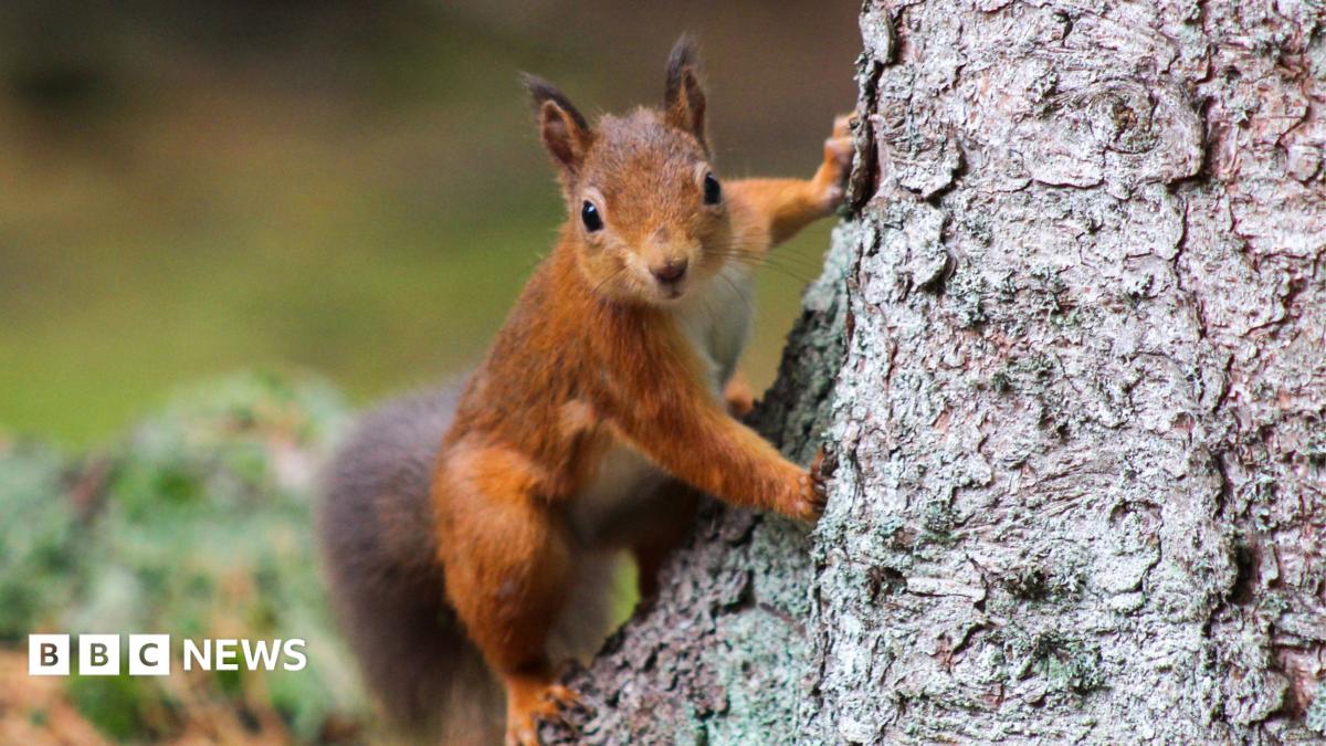 Ministry of Defence winning Kirkcudbright red squirrel battle - BBC News