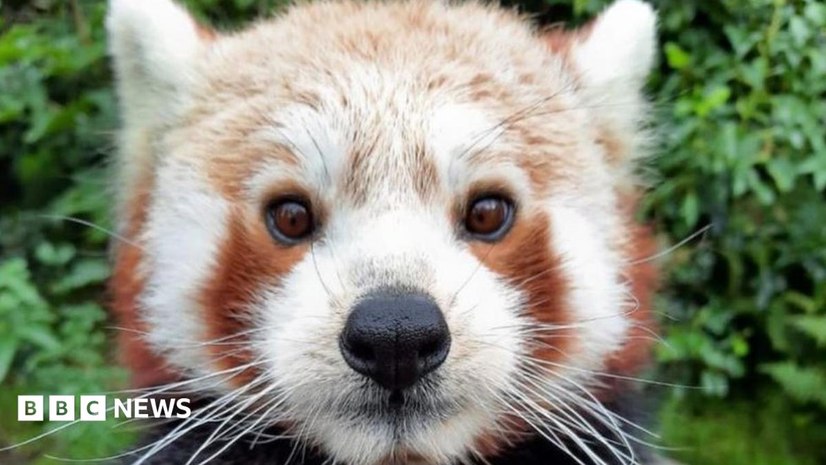 Isle of Man red panda famed for park escape is put down - BBC News