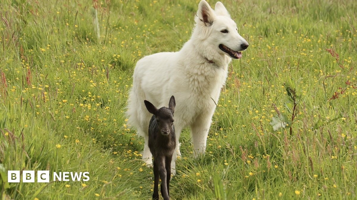 Man and dogs helping to hand rear baby deer in Devon - BBC News