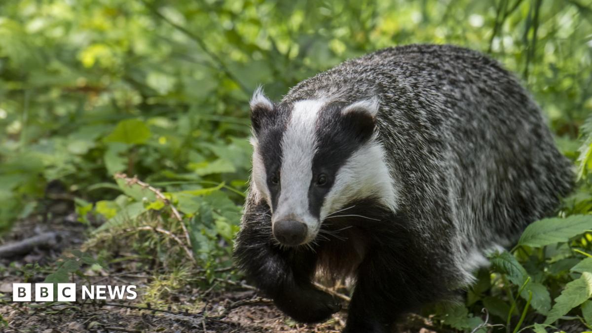 Badger cull: Belfast High Court judge quashes Northern Ireland plan ...