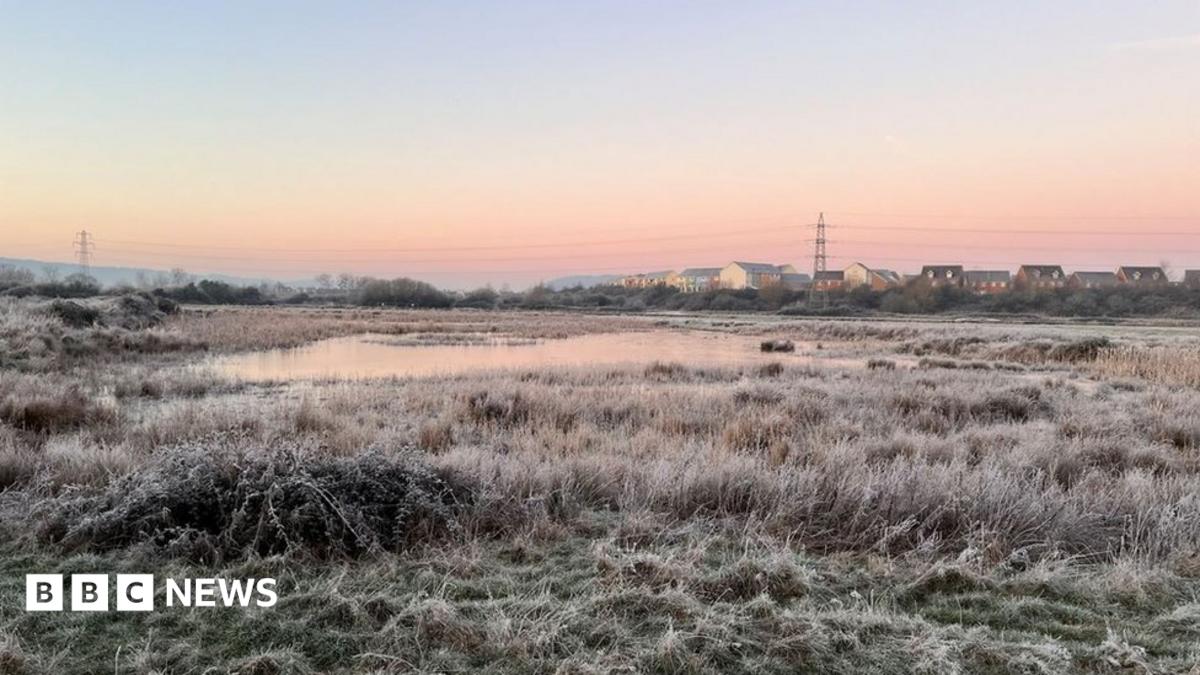 Future of Portbury Wharf Nature Reserve secured - BBC News