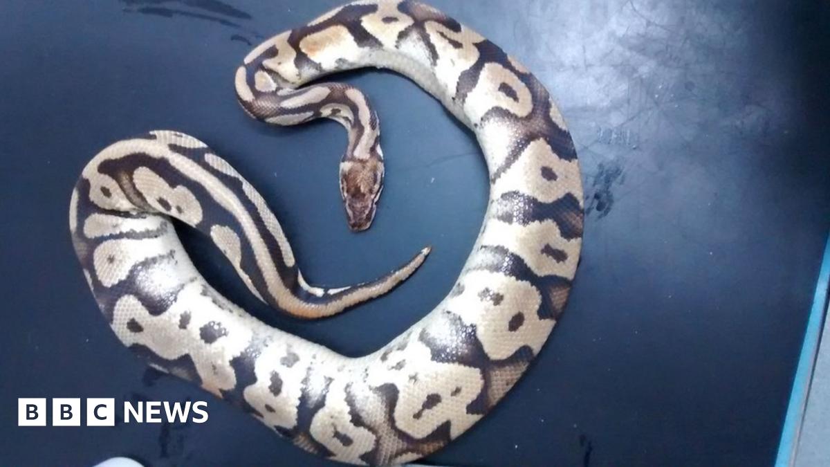 Royal pythons found dead in pillowcase in Rhondda - BBC News
