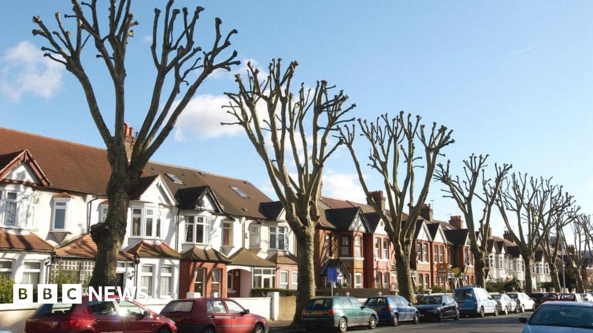 Climate change threatens health and survival of urban trees - BBC News