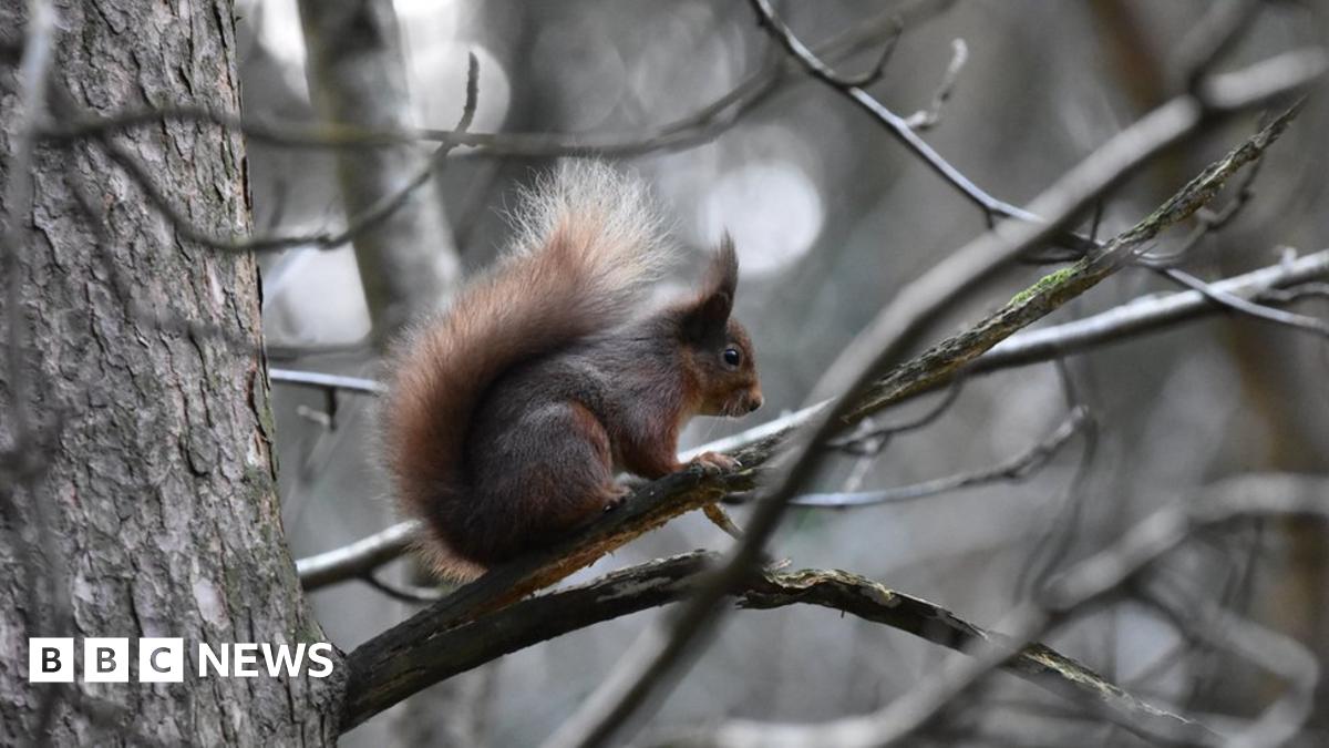 Red squirrel numbers hurt by planting of 'non-native' trees - BBC News
