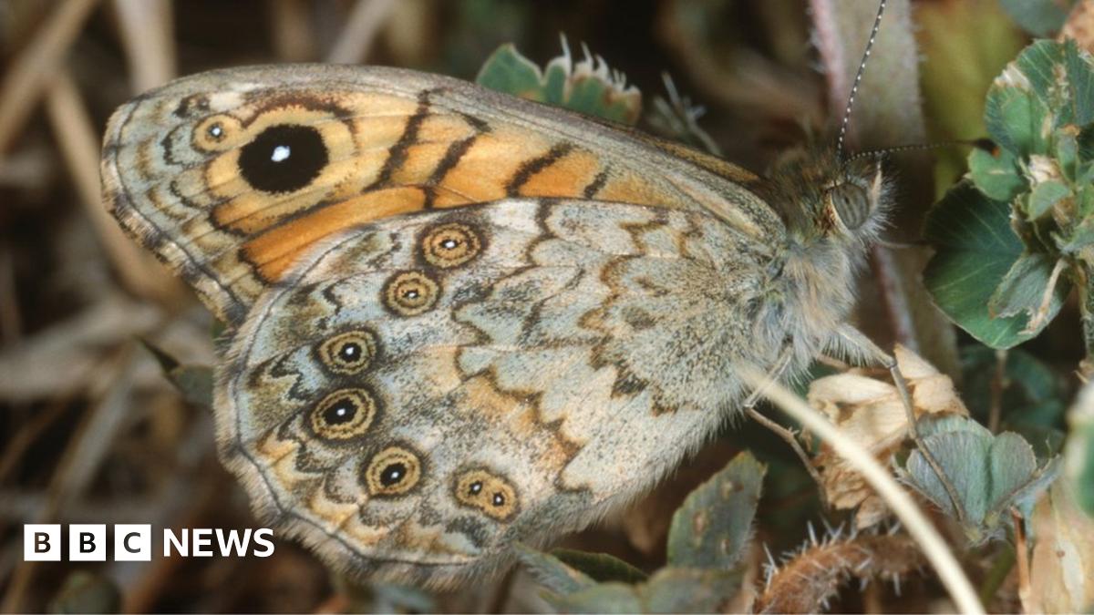 Rare butterflies thrive at Derbyshire's Hoe Grange Quarry - BBC News