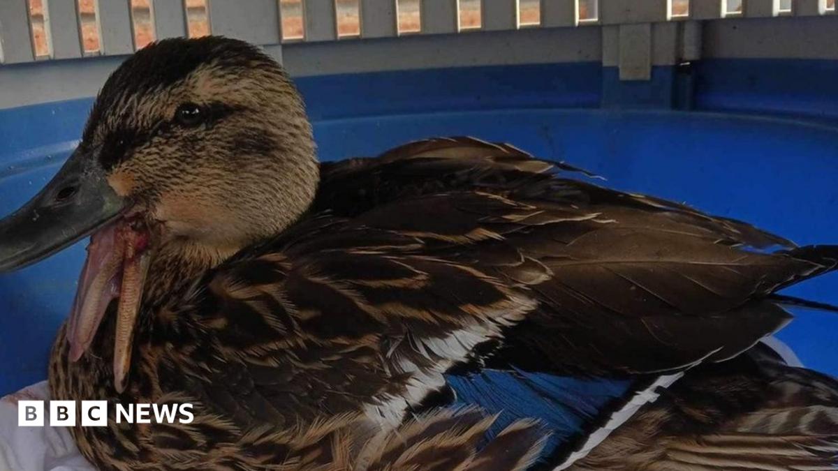 Hetton-le-Hole duck shootings prompt RSPCA warning - BBC News