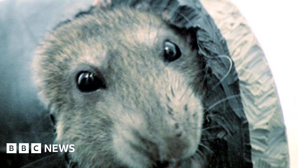 Liverpool rat reports 'up by a third since 2014' - BBC News