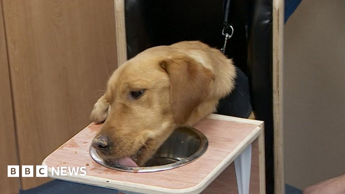 Specialist high chair gives starving labrador hope - BBC News