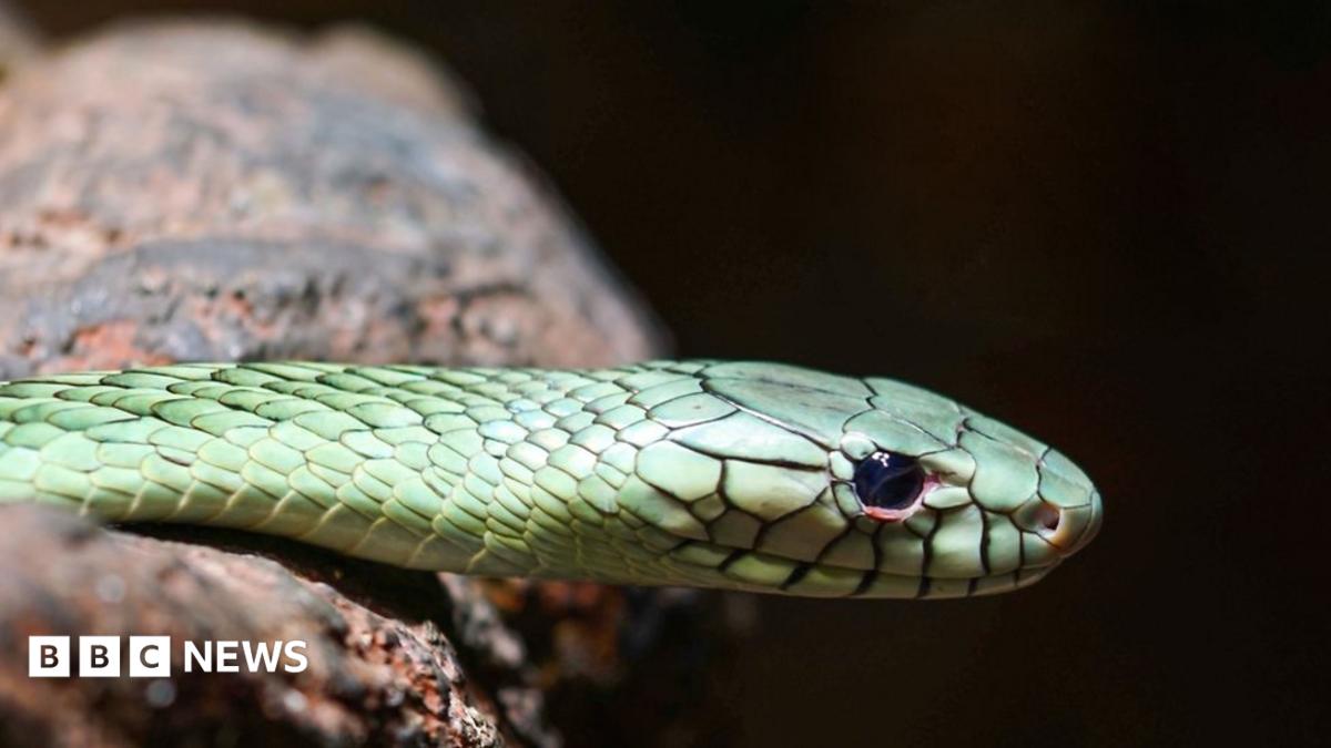 Deadly green mamba snake found in Aberdeen boat - BBC News