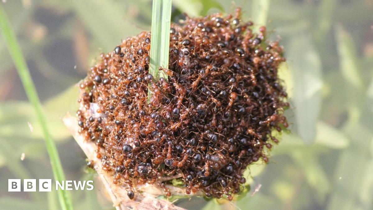 Australia floods: Deadly fire ants form rafts to spread - BBC News