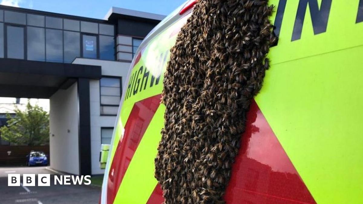 Why did these bees swarm an Aberdeen work van? - BBC News