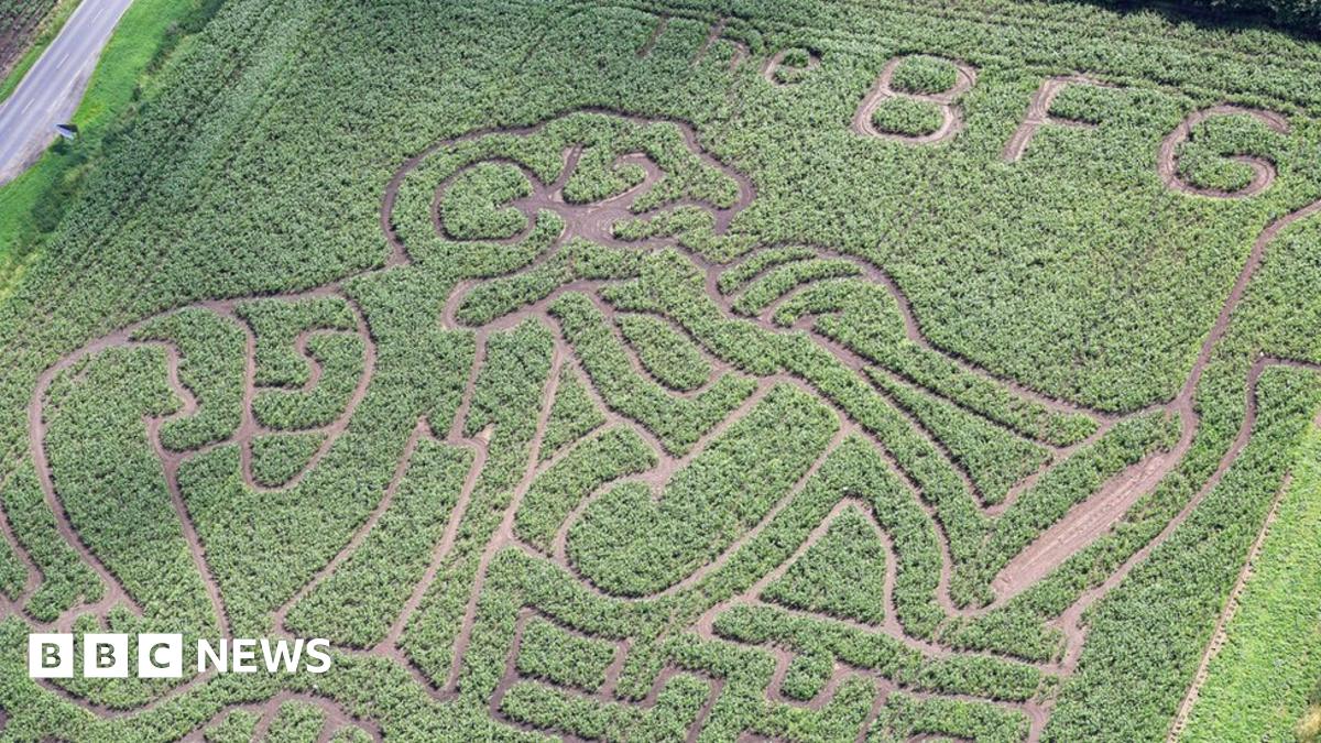 Maize maze of BFG is 'biggest ever' image of Dahl's giant - BBC News