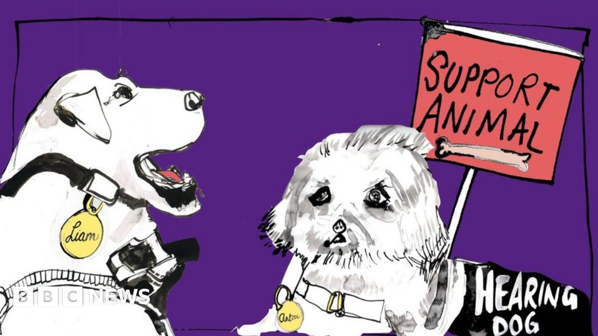 25 things you might not know about disability - BBC News