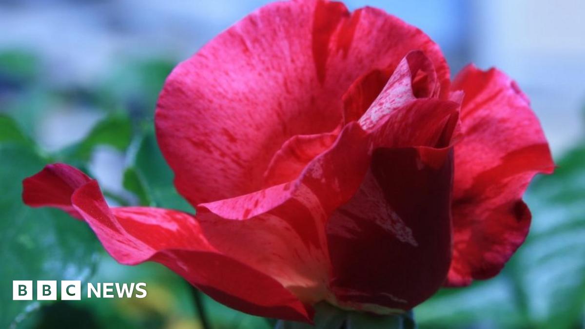 Genetic secrets of the rose revealed - BBC News