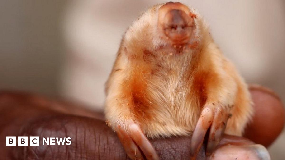 Northern marsupial mole: Rare blind creature photographed in Australian ...