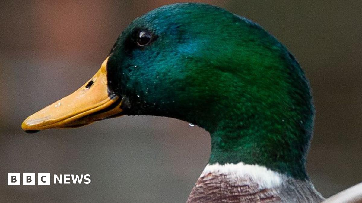 Vending machine for ducks to tackle bread feeding - BBC News