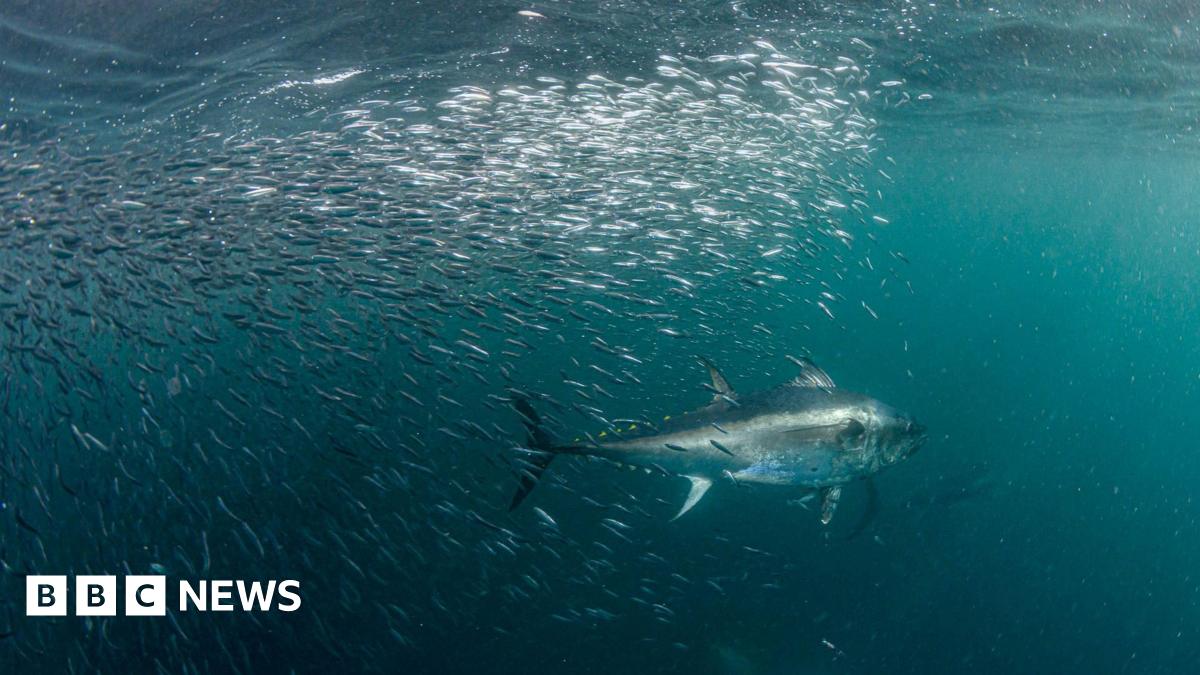 Project to identify what Atlantic bluefin tuna eat - BBC News