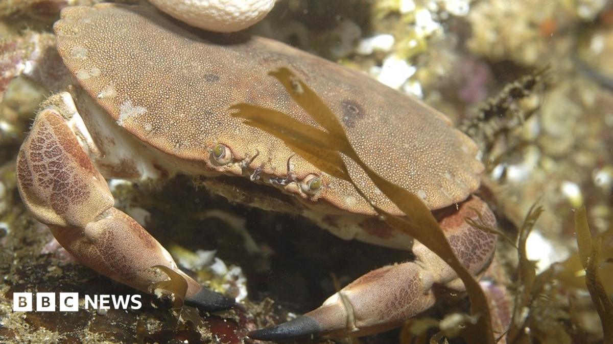 Brown crabs find underwater power cables 'difficult to resist' - BBC News