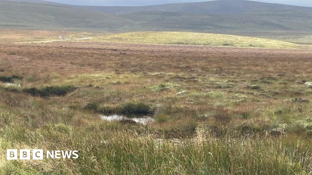 Bog restoration project boosts Northern Ireland wildlife - BBC News