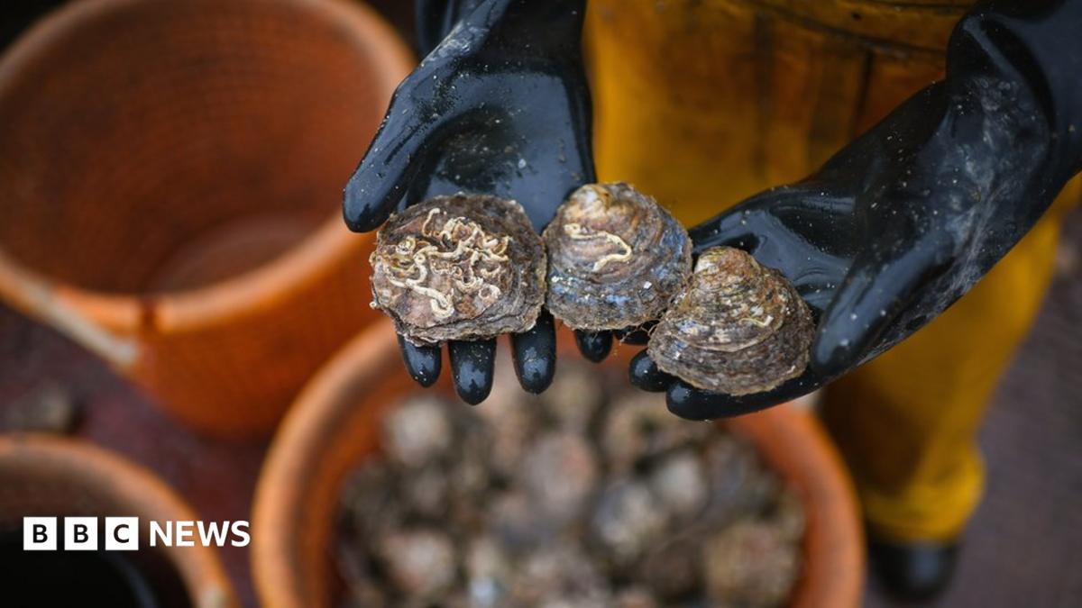 EU shellfish import ban indefinite, UK fishing industry told - BBC News