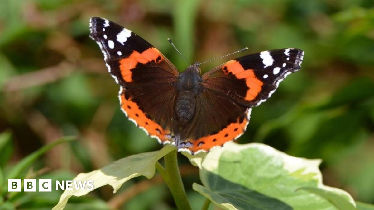 Red Admiral butterflies: Climate change sees migratory species stay in ...