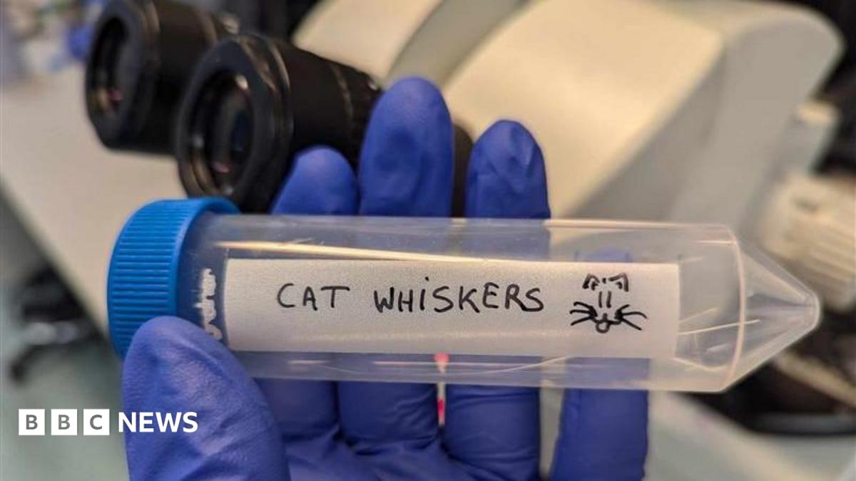 Harwell scientist collects cat whiskers for drug experiments - BBC News